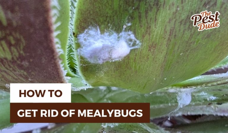 How to Get Rid of Mealybugs on Your Plants | The Pest Dude