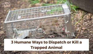 3 Humane Ways to Dispatch or Kill a Trapped Animal | The Pest Dude