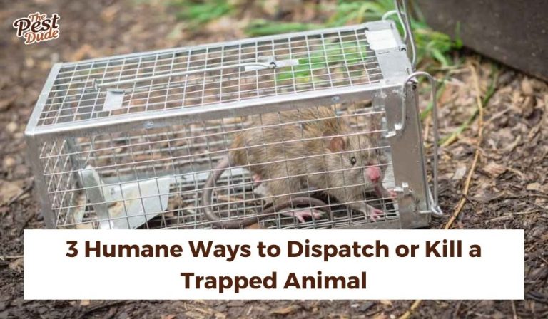 3 Humane Ways to Dispatch or Kill a Trapped Animal | The Pest Dude