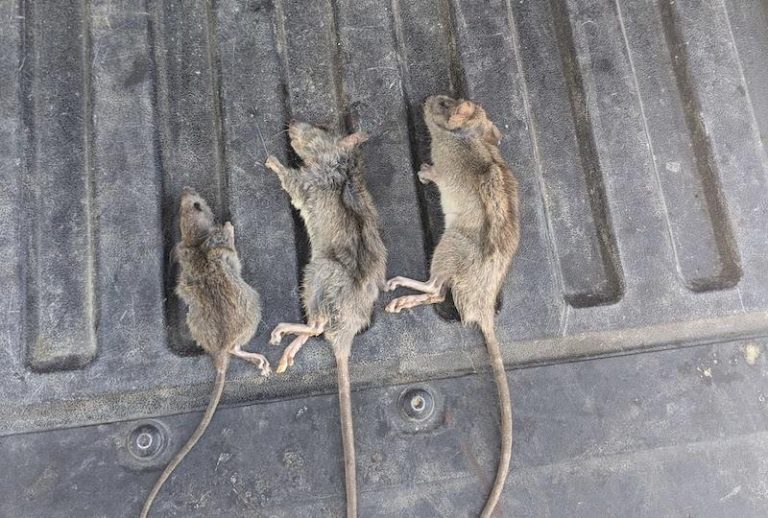 3 Humane Ways to Dispatch or Kill a Trapped Animal | The Pest Dude