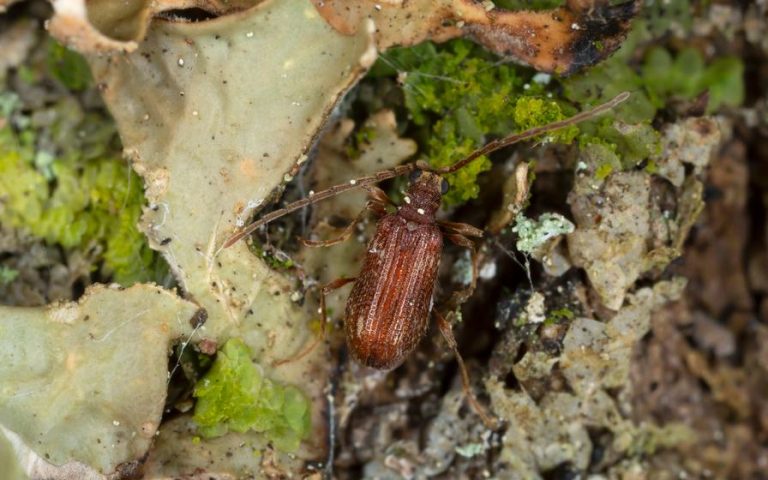 22 Tiny Brown Bugs You Might Find in Your House | The Pest Dude