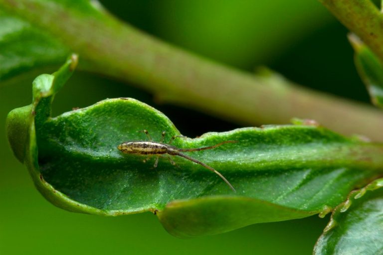 22 Tiny Brown Bugs You Might Find in Your House | The Pest Dude