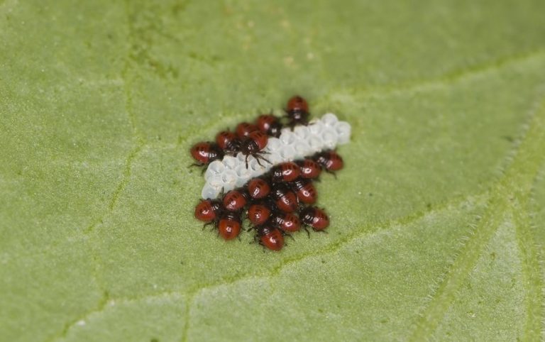 22 Tiny Brown Bugs You Might Find in Your House | The Pest Dude