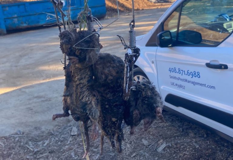 3 Humane Ways to Dispatch or Kill a Trapped Animal | The Pest Dude