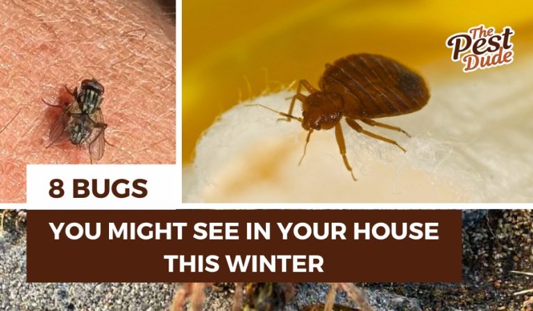8 Bugs You Might See in Your House This Winter | The Pest Dude