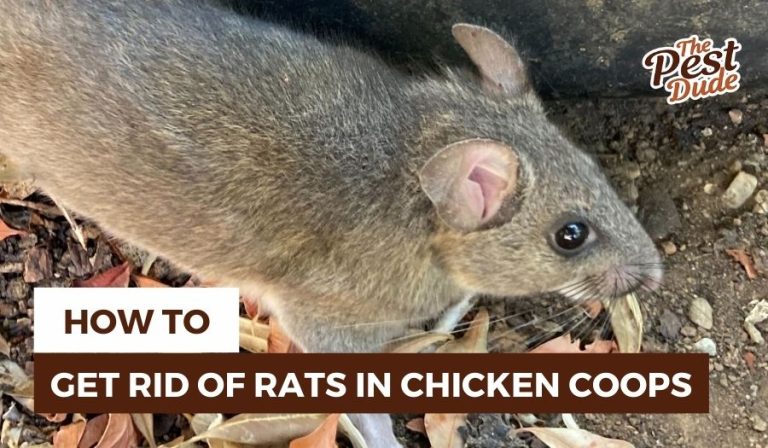 How to Get Rid of Rats in the Attic: 7 Effective Steps | Pest Dude