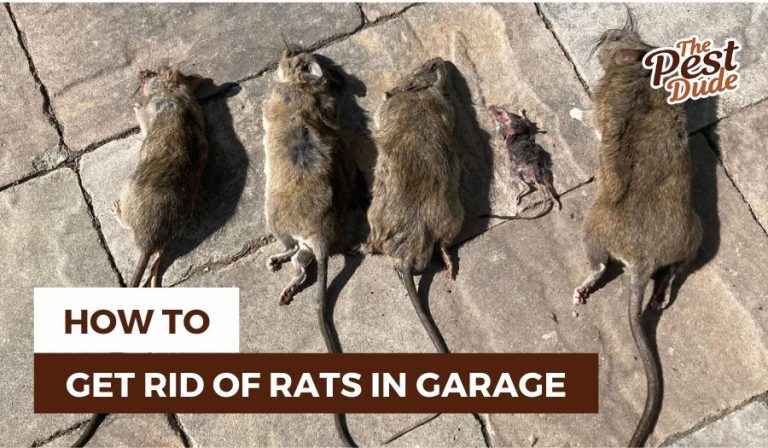 How to Get Rid of Rats in the Attic: 7 Effective Steps | Pest Dude